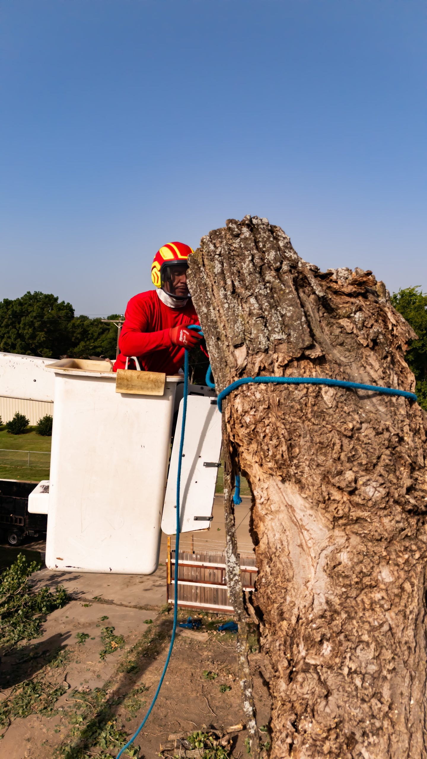 The Hidden Dangers of Leaving Tree Stumps Untouched - Parker Tree Service